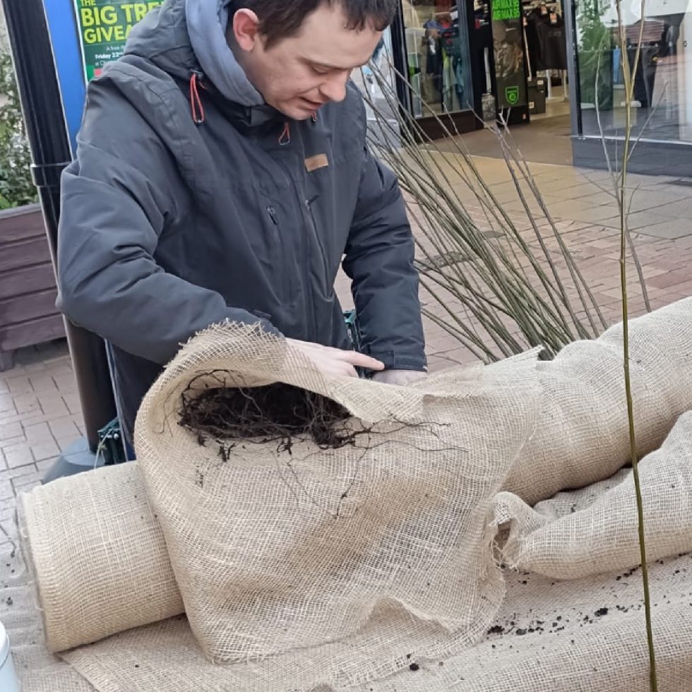 Tree-mendous! Burnley embraces the Big Tree Giveaway - Discover Burnley ...